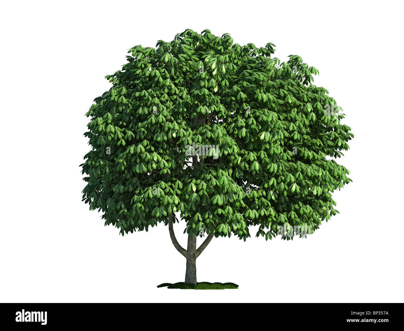 horse chestnut (latin: aesculus) tree isolated against pure white Stock ...