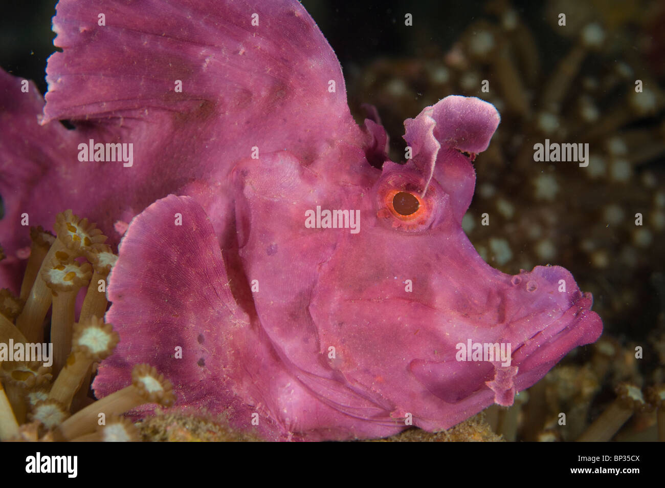 Pink weedy scorpionfish rhinopias frondosa High Resolution Stock ...