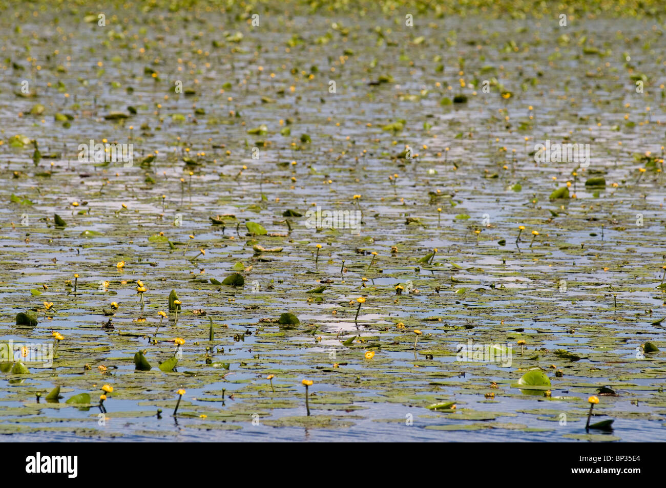 Lillypads hi-res stock photography and images - Alamy