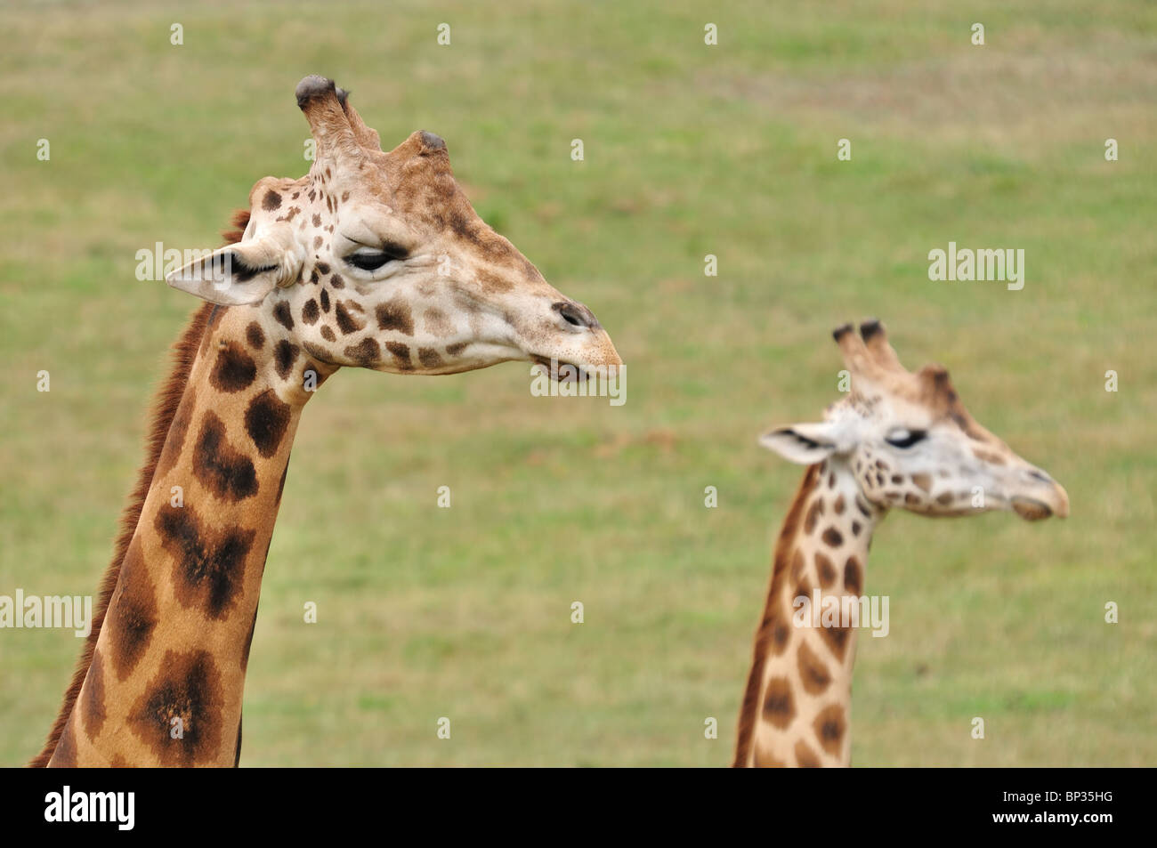 Giraffe in grass hi-res stock photography and images - Alamy