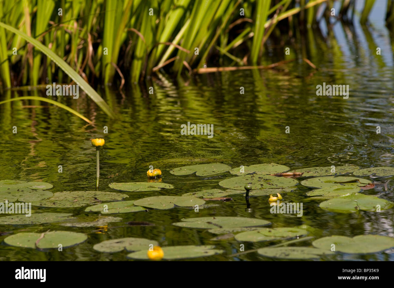 Lilypad hi-res stock photography and images - Alamy