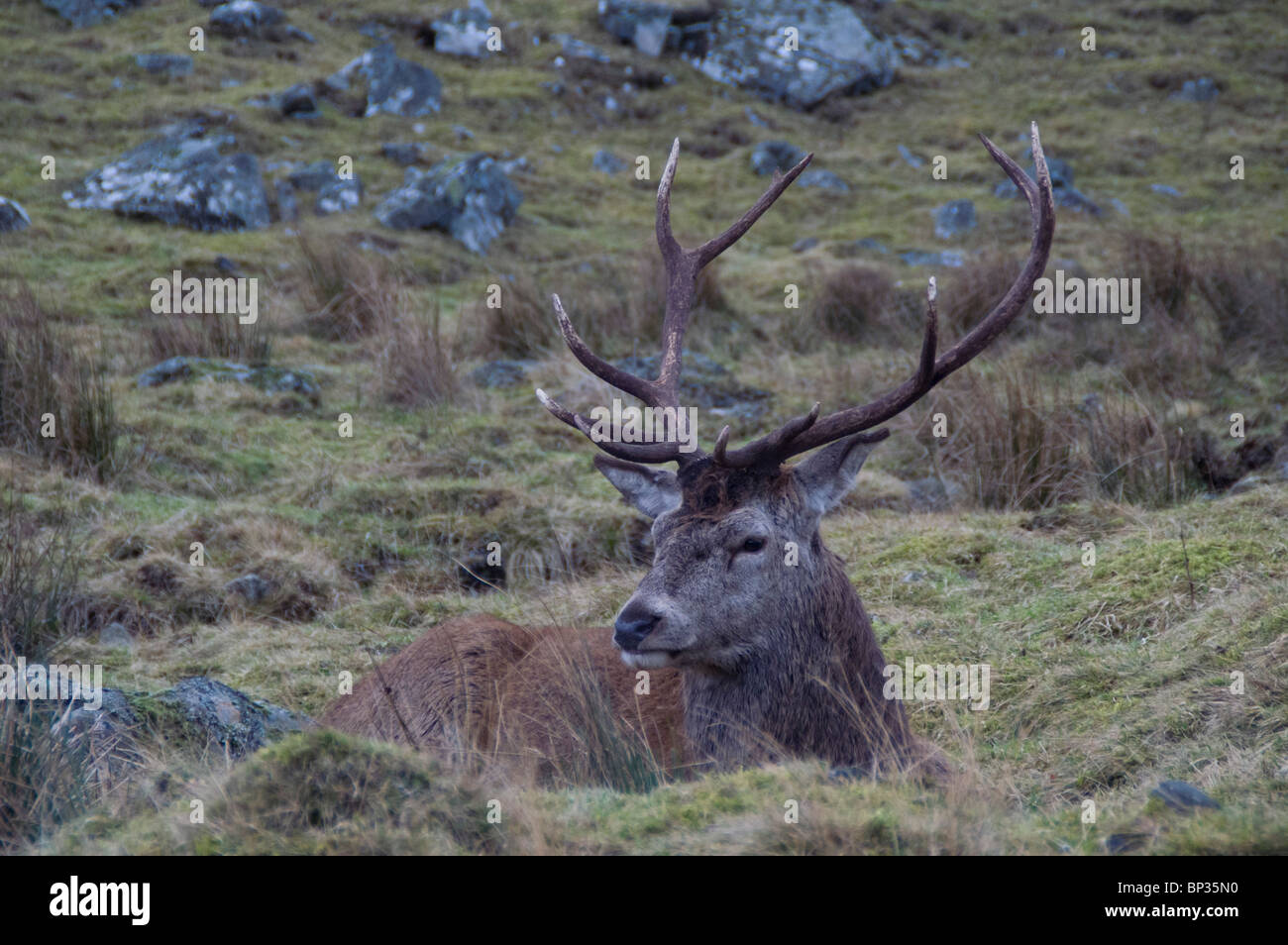 Red deer stag Scottish Highlands Stock Photo - Alamy