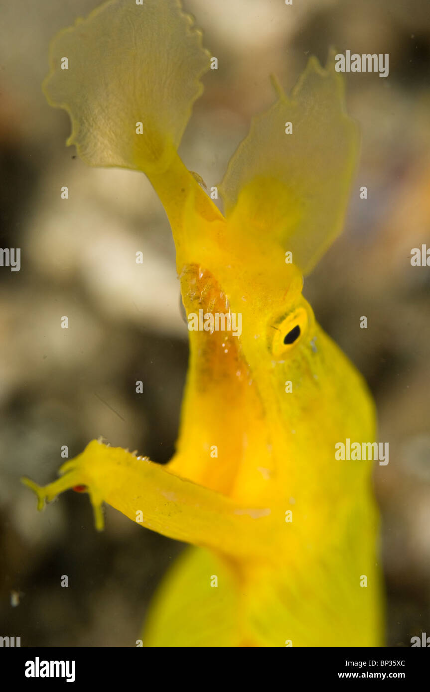 Female Ribbon Eel, Rhinomuraena quaesita, in sandy burrow, Kungkungan ...