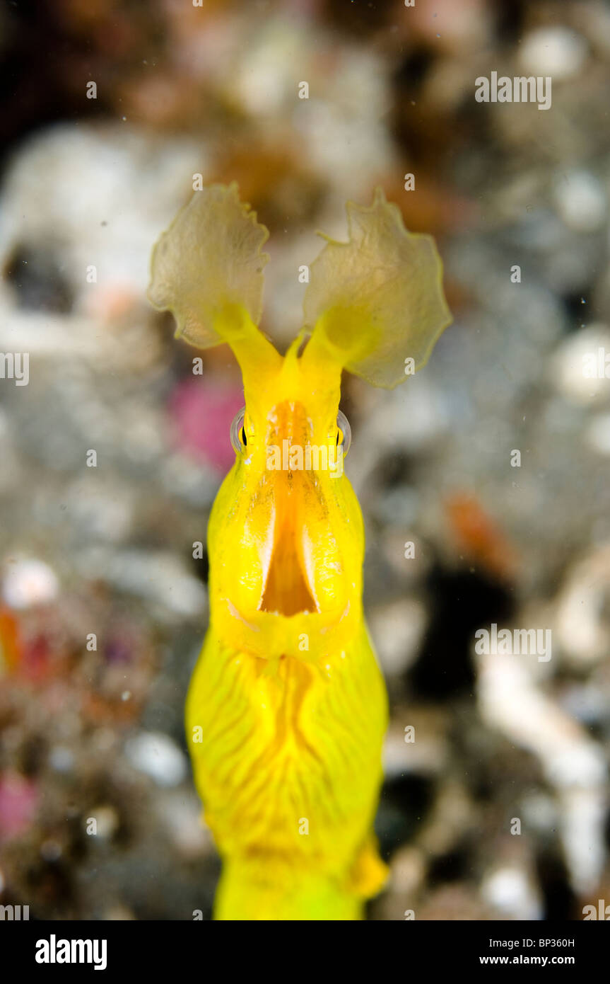 Female Ribbon Eel, Rhinomuraena quaesita, in sandy burrow, Kungkungan ...