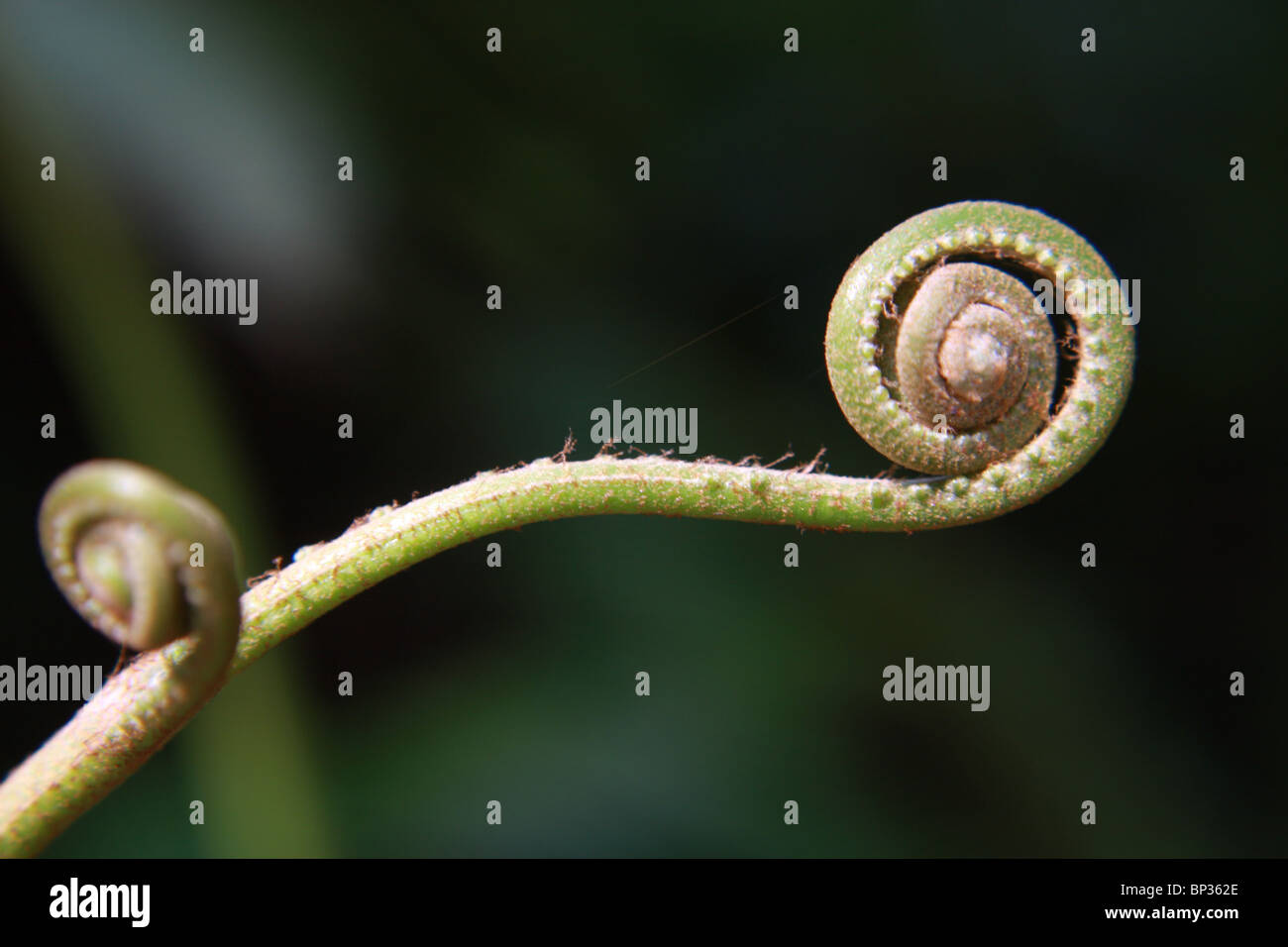 Round buds hi-res stock photography and images - Alamy