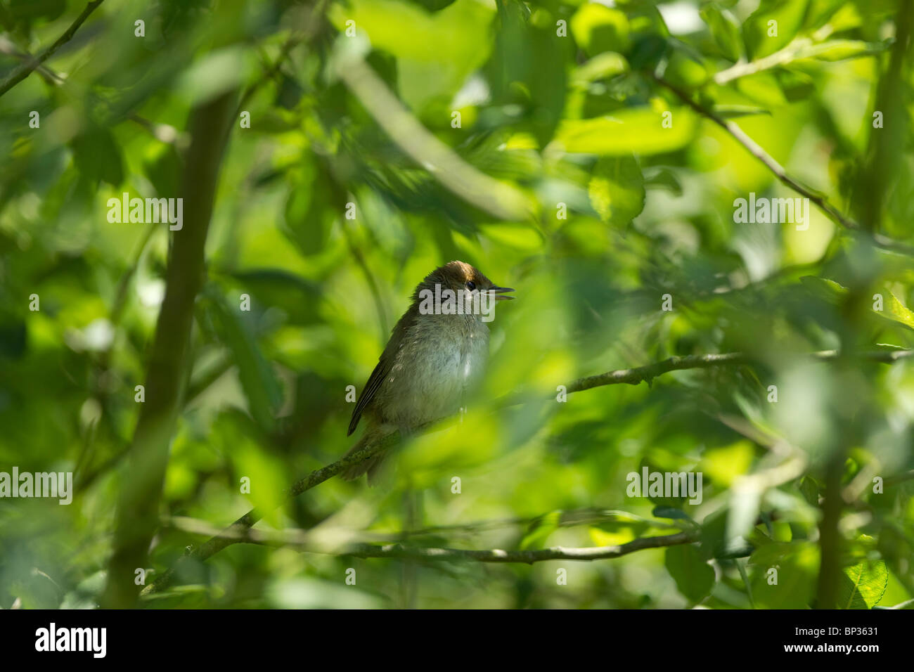 Nightingale brown hi-res stock photography and images - Alamy