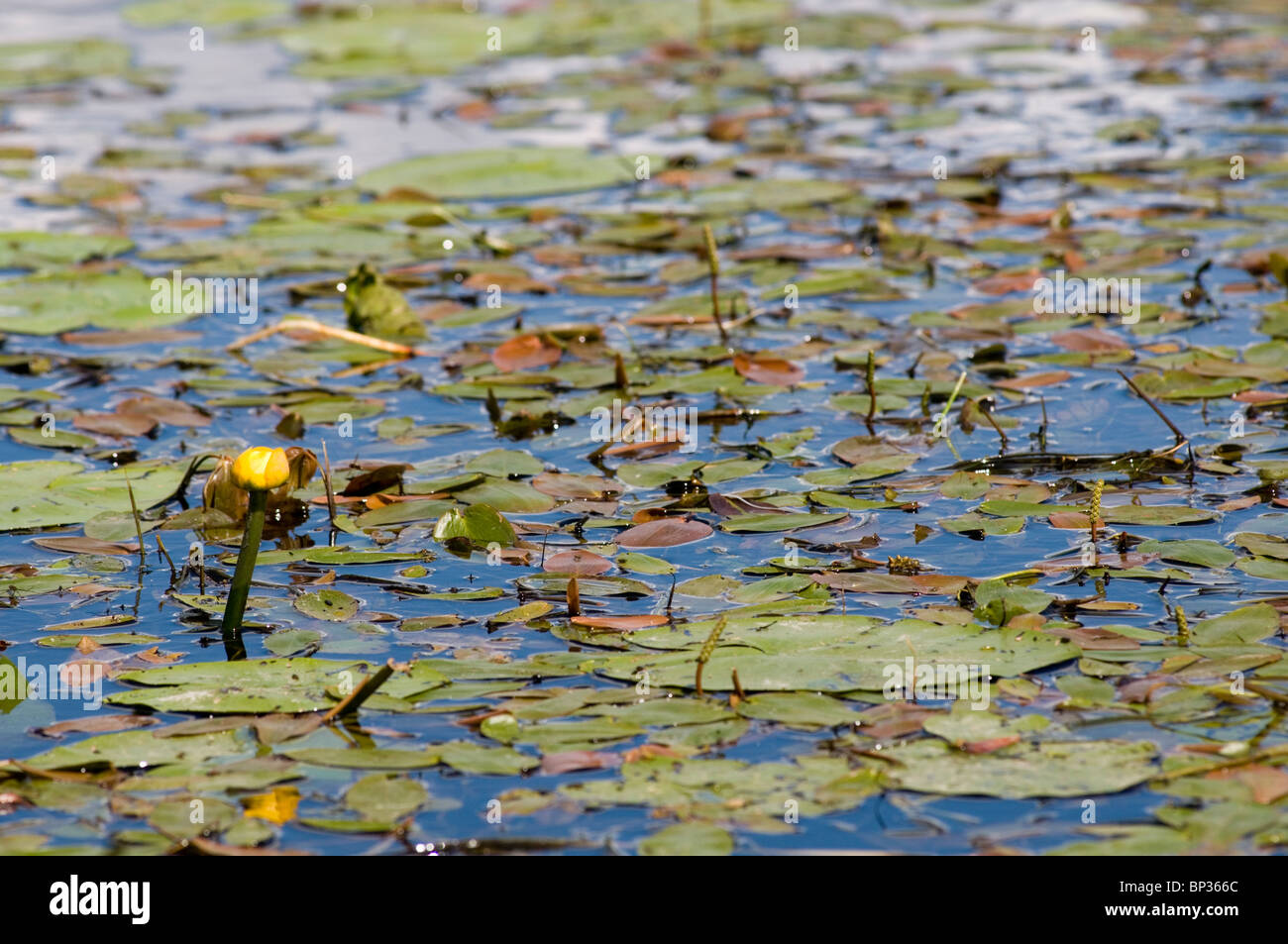 Lilypad hi-res stock photography and images - Alamy