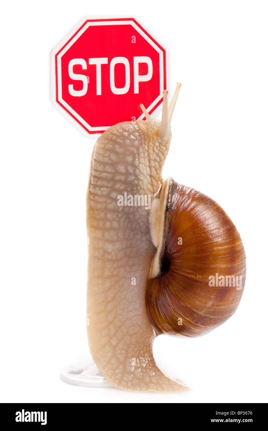 the garden snail and stop traffic sign Stock Photo - Alamy