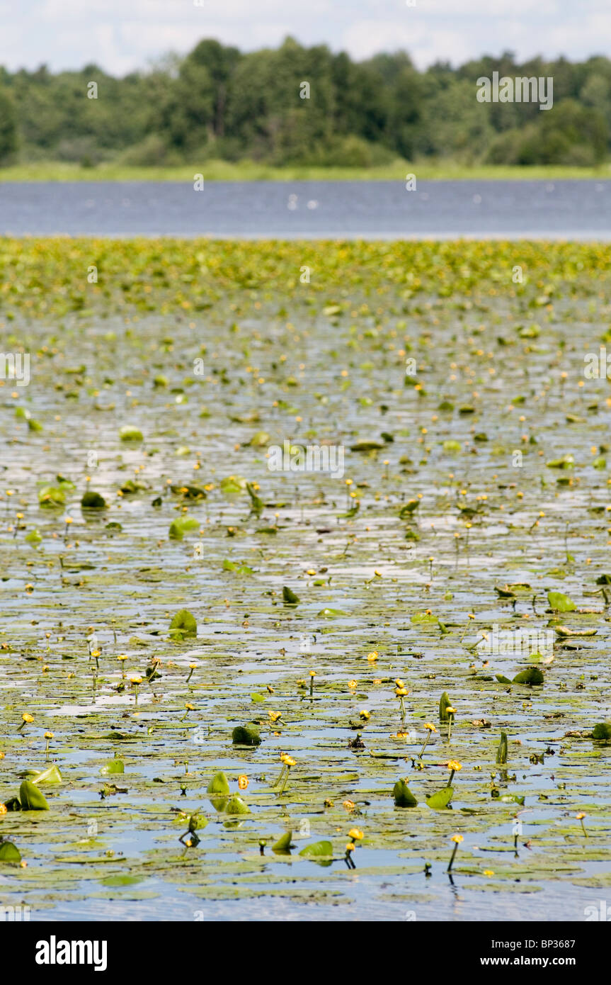 lilly pad pads lily lillypad lillypads lilypad lilypads ponds pond ...