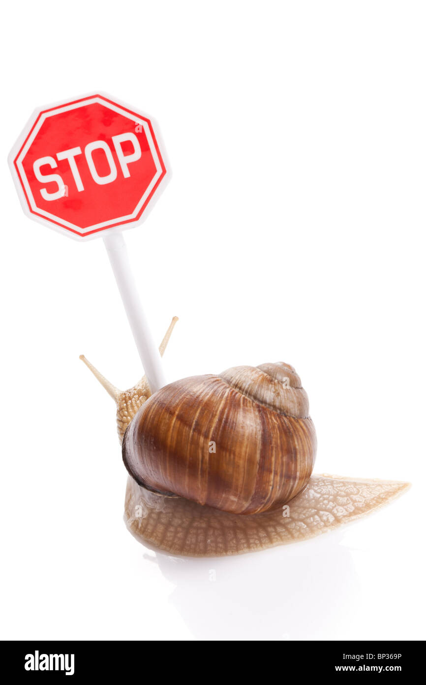 the garden snail and stop traffic sign Stock Photo - Alamy