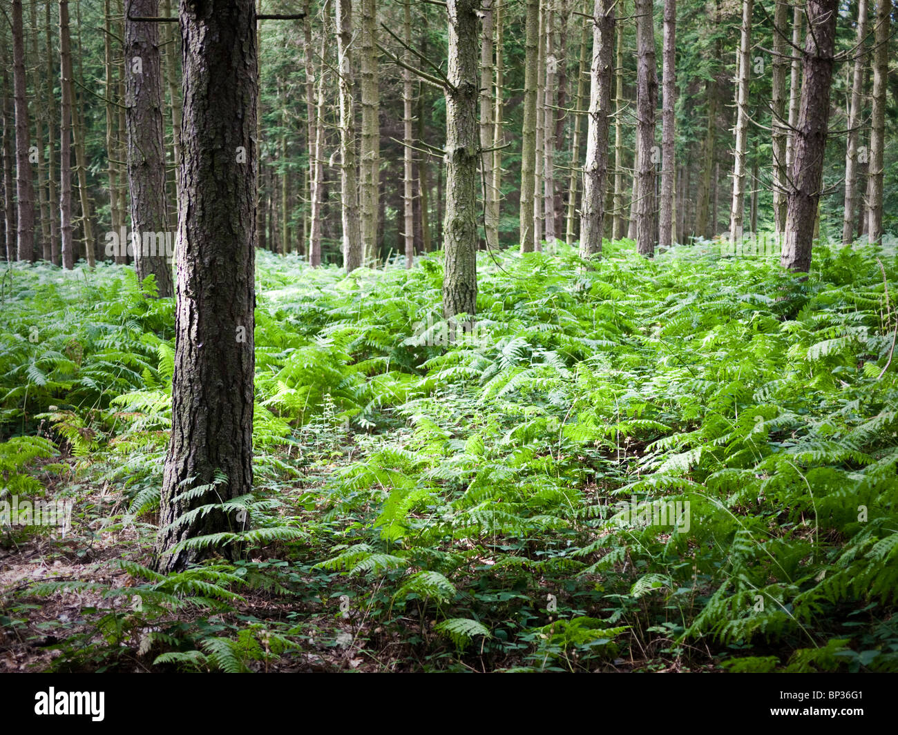 Woods and forest in summer in Oxfordshire England UK Stock Photo - Alamy