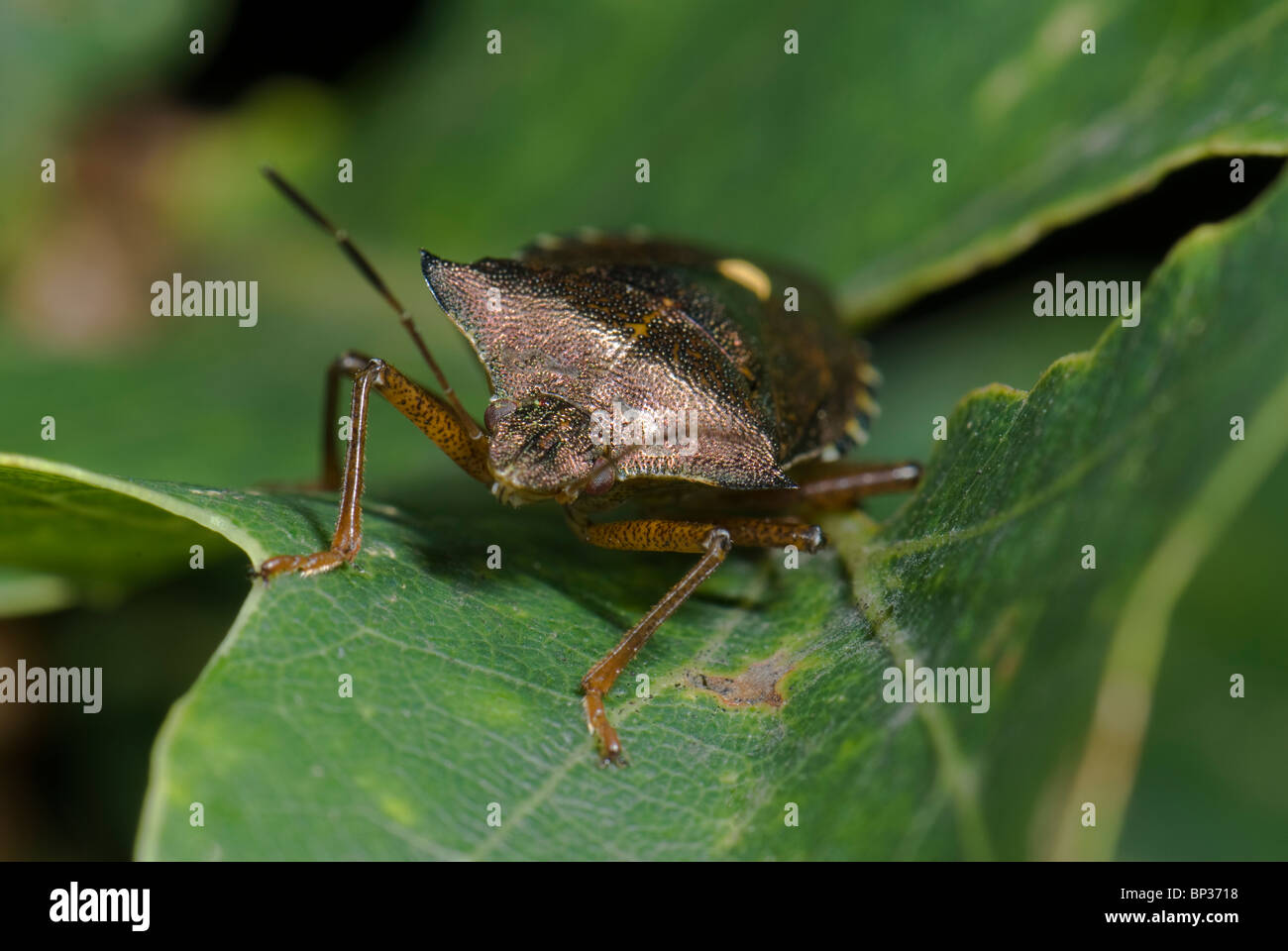 Spiked Shieldbug (Picromerus bidens Stock Photo - Alamy