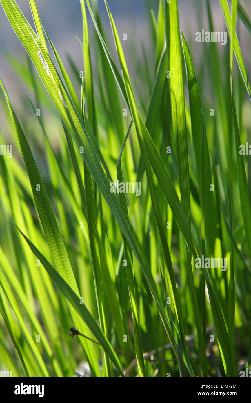 Grass in light close-up Stock Photo - Alamy