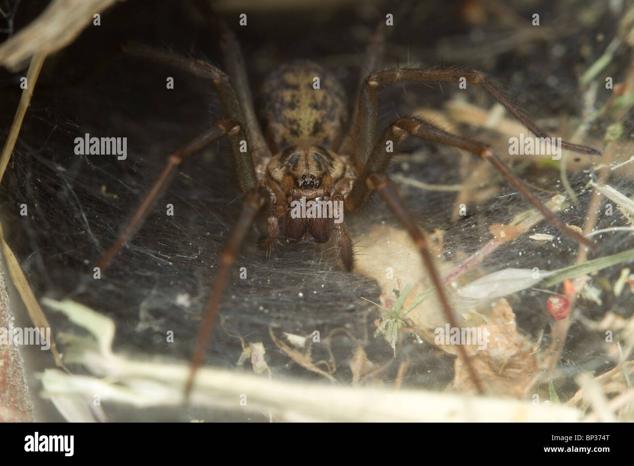 Underneath A Spider High Resolution Stock Photography and Images - Alamy