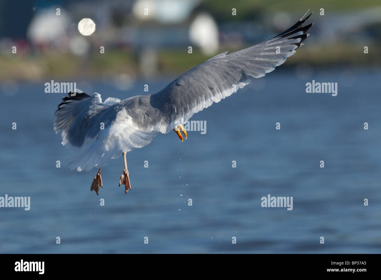 A seagull taking off from the water Stock Photo - Alamy