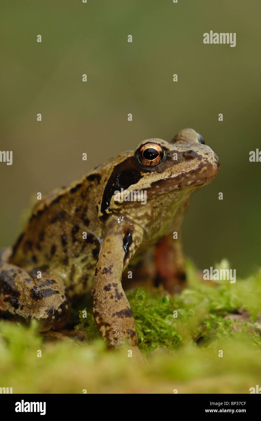 Common familiar visitor hi-res stock photography and images - Alamy