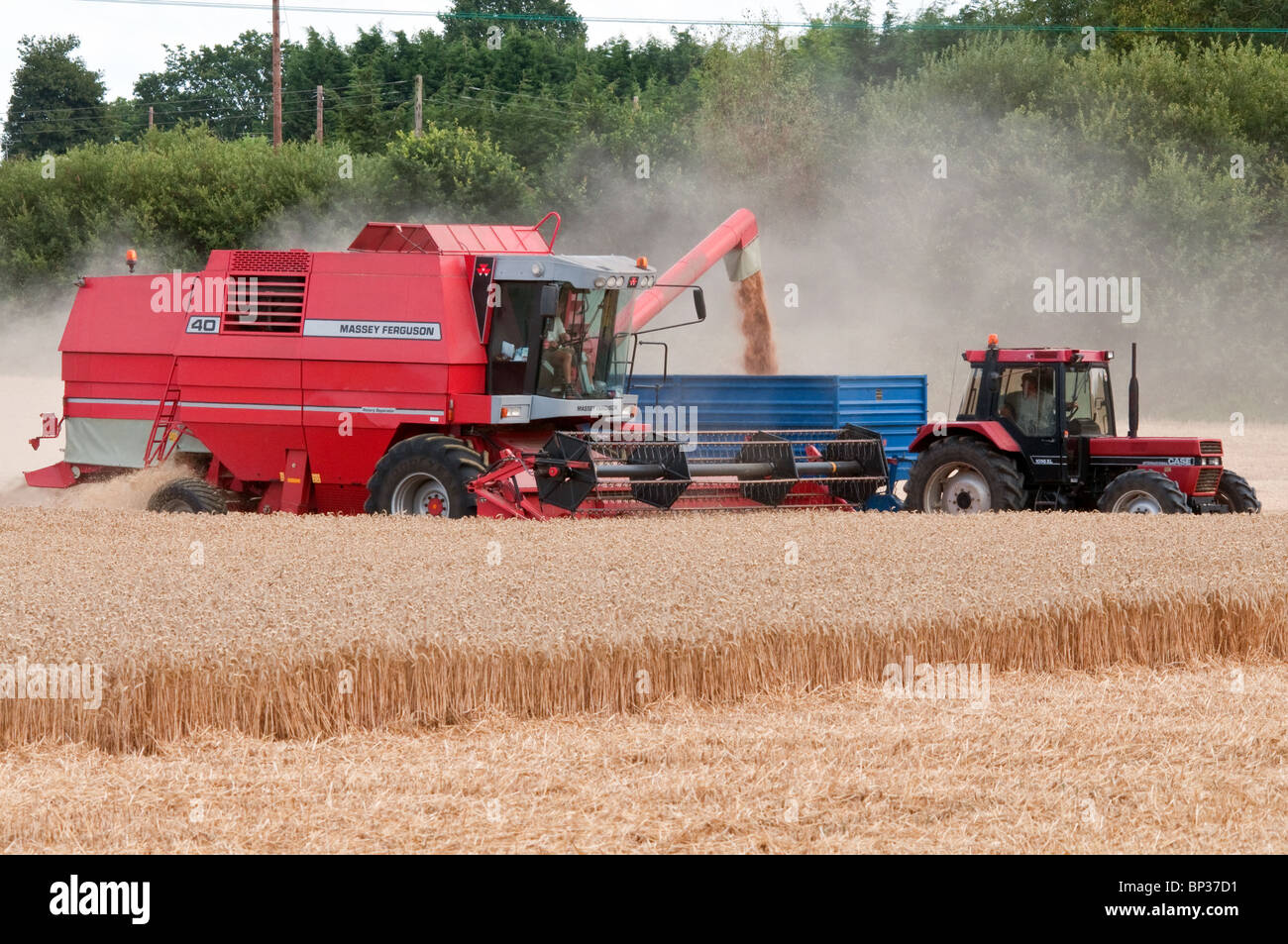 Red Massey Ferguson Combine Harvester downloading grain into a trailer ...