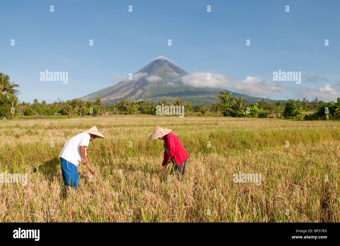 Planting Rice With Mayon Volcano