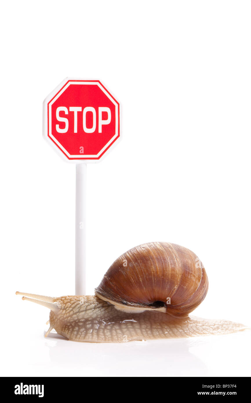 the garden snail and stop traffic sign Stock Photo - Alamy