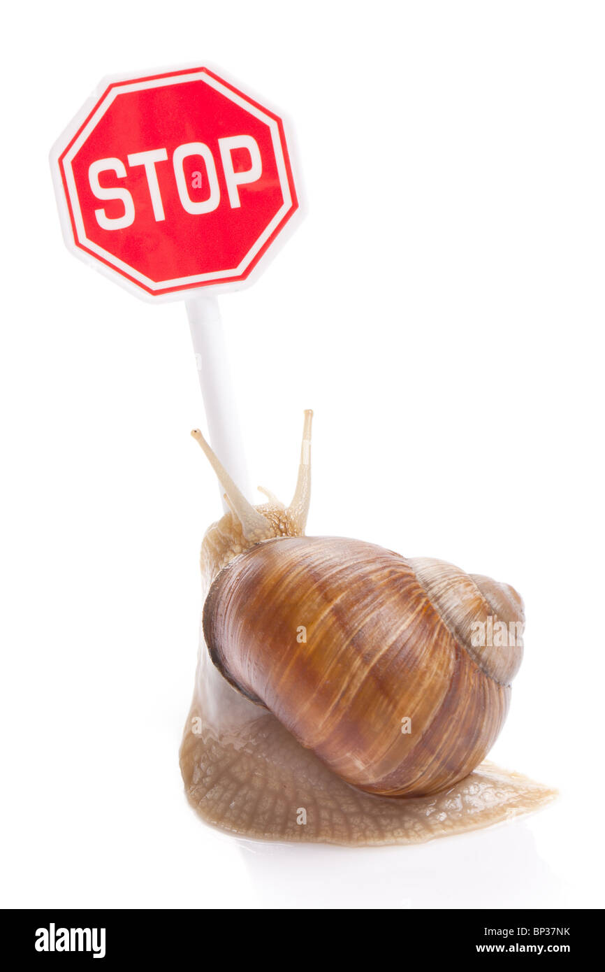 the garden snail and stop traffic sign Stock Photo - Alamy