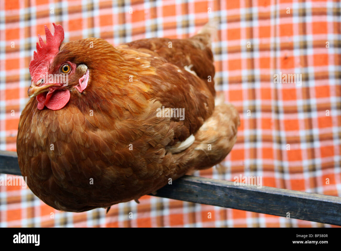 Chicken roosting bar hi-res stock photography and images - Alamy
