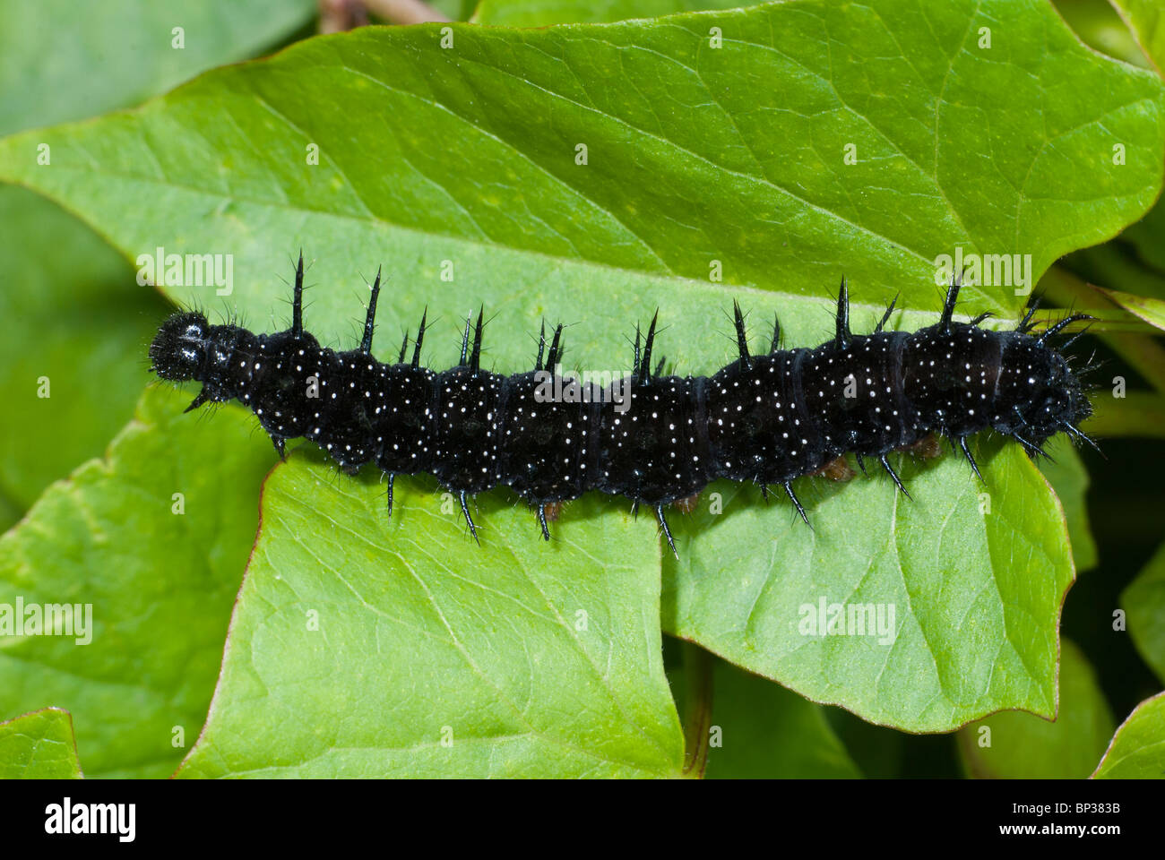 Butterfly Larvae High Resolution Stock Photography and Images - Alamy