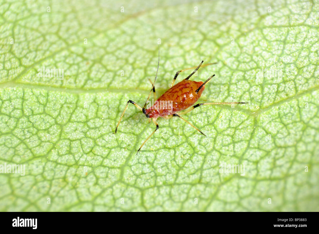 Red Aphid