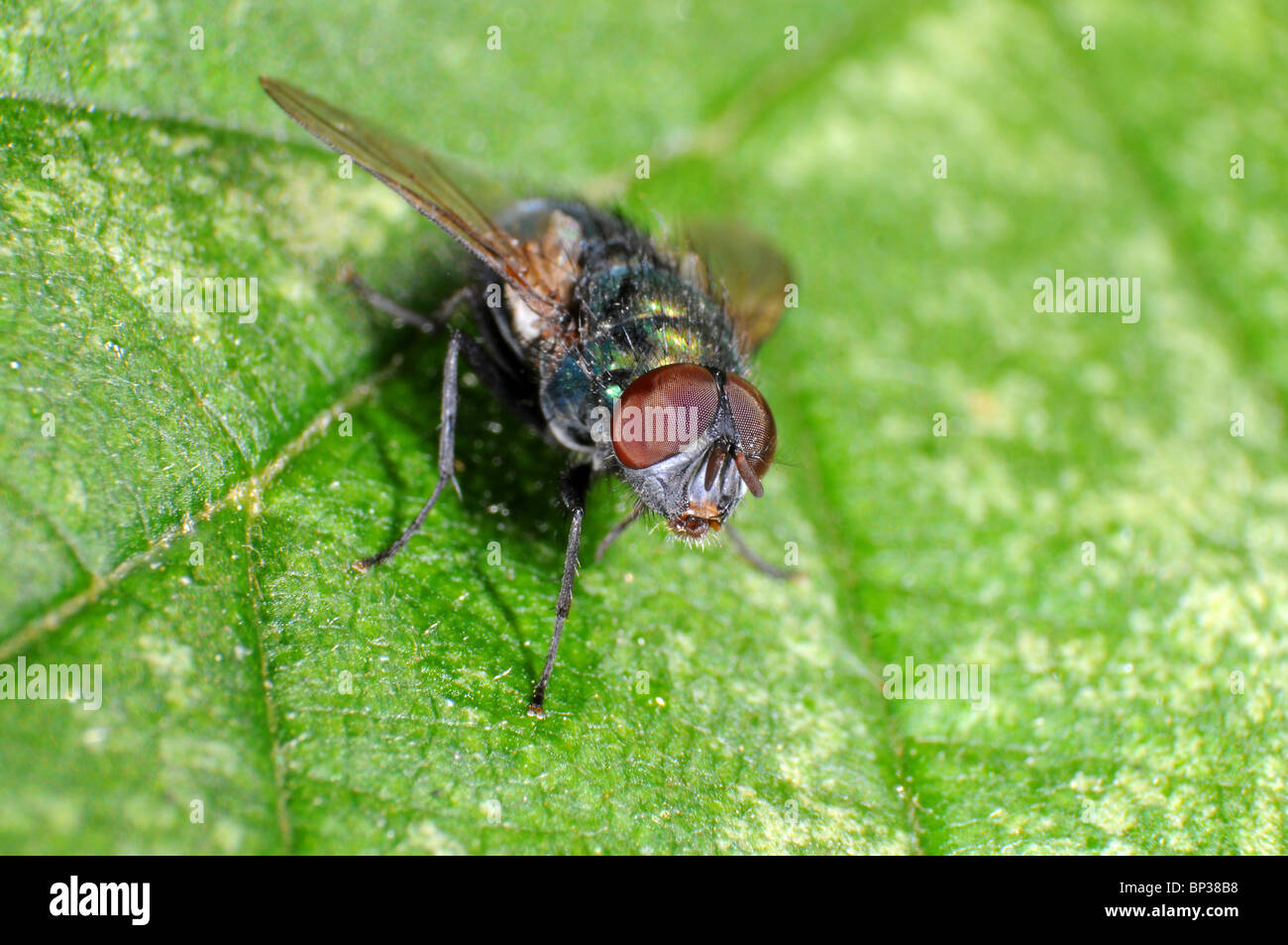 greenbottle fly (lucilla spp) on leaf, close up Stock Photo - Alamy