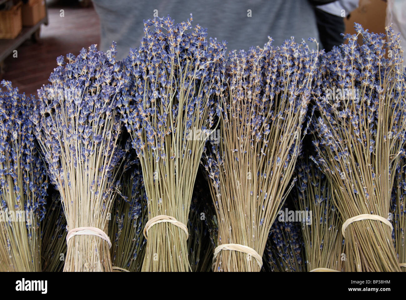 Stalk lavender flowers hi-res stock photography and images - Alamy