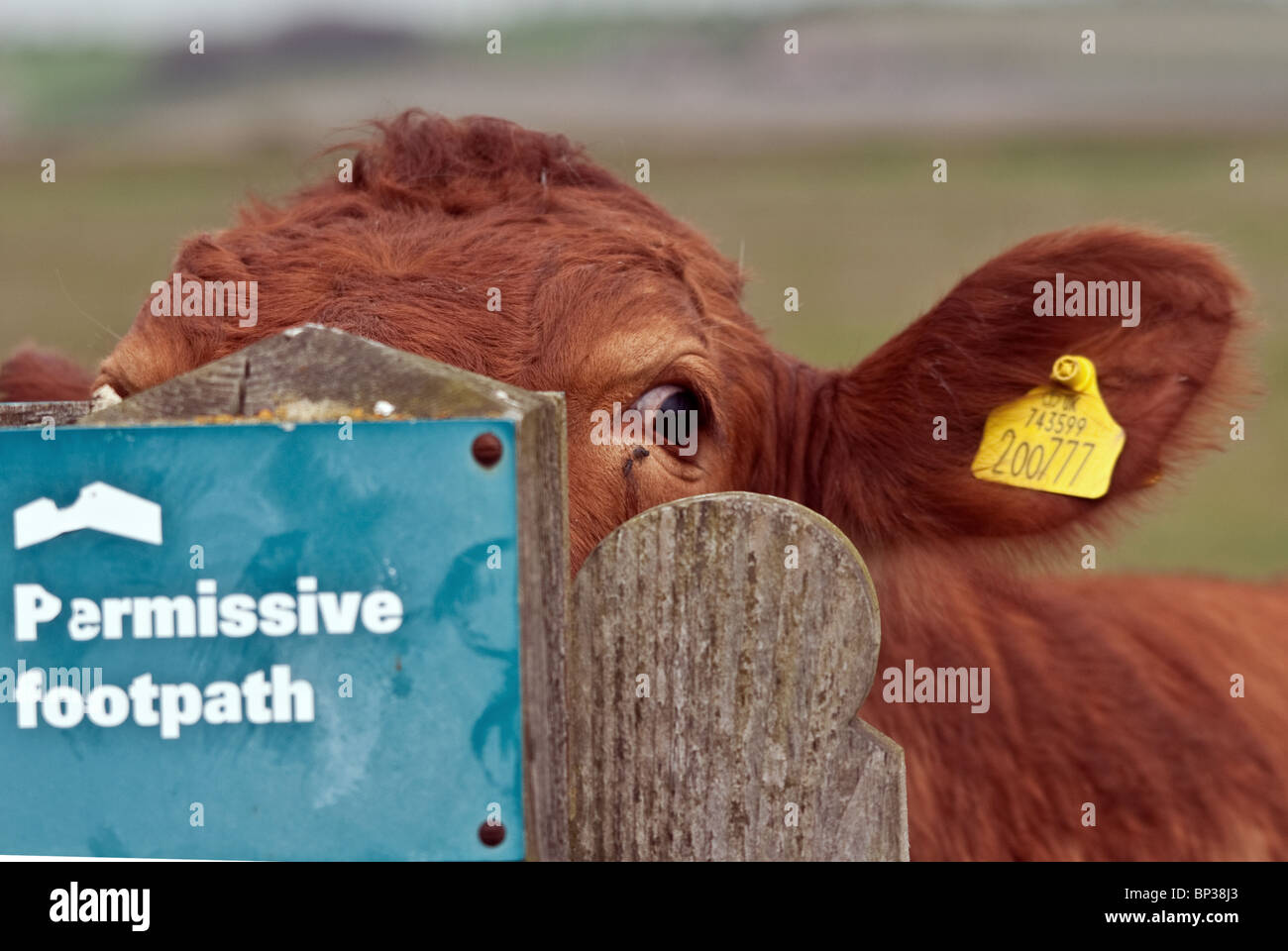 Cow peering over a gate Stock Photo - Alamy