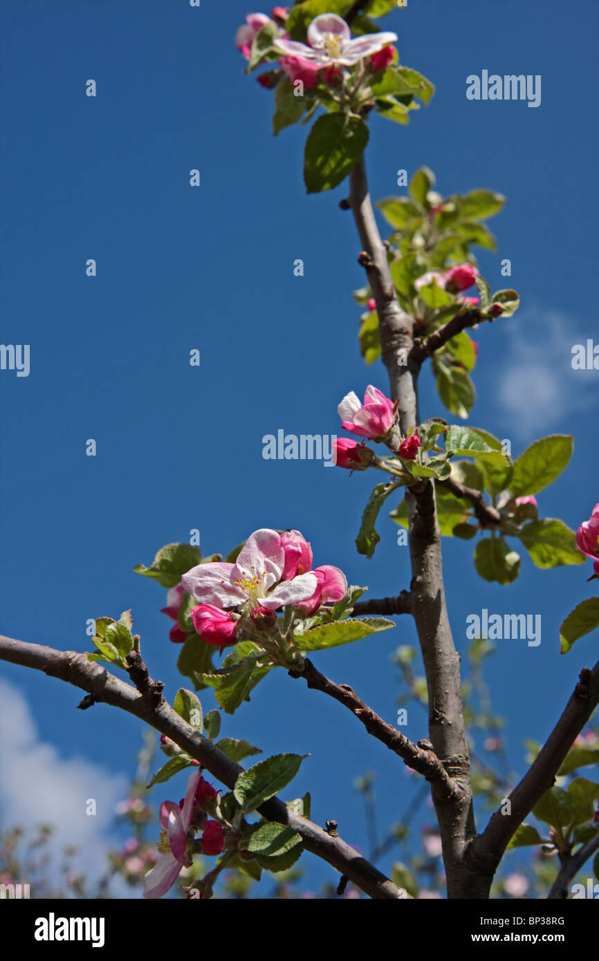 Apple tree branch in blossom Stock Photo - Alamy