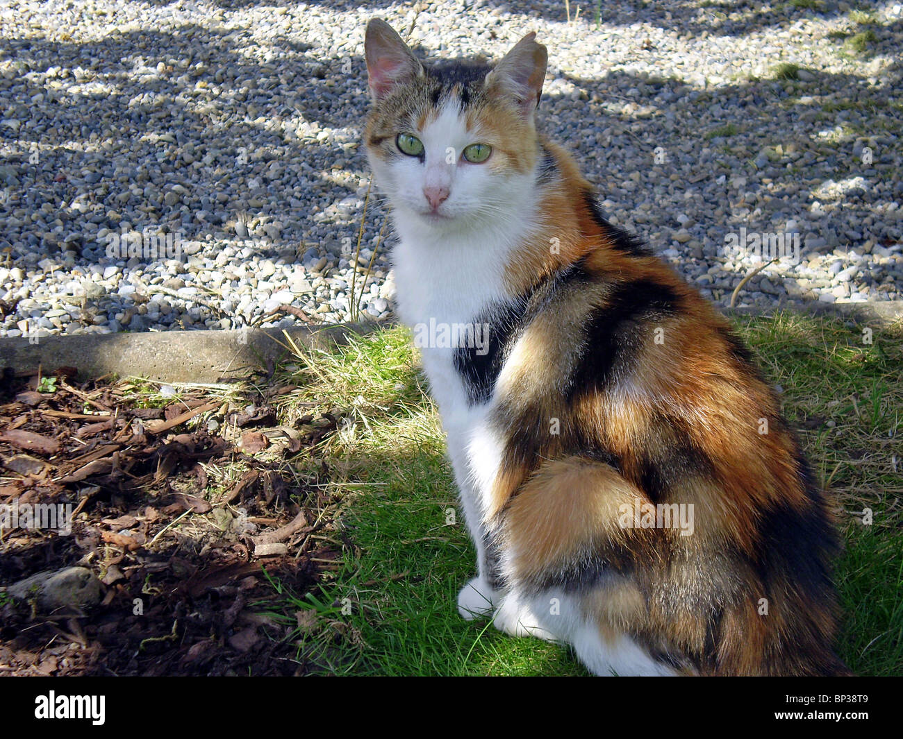 Tortoise shell cat hi-res stock photography and images - Alamy