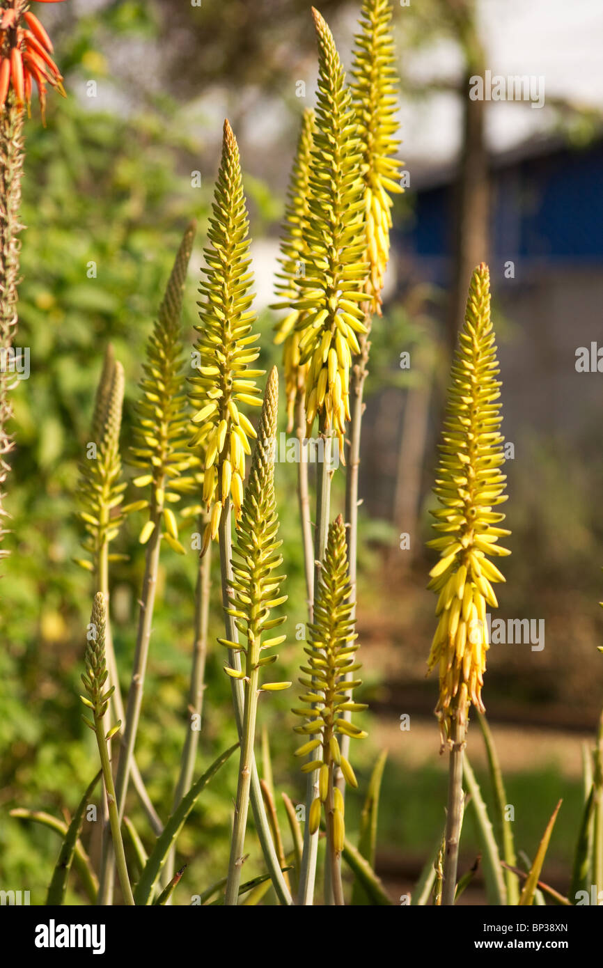 Aloe vera plant in bloom Stock Photo - Alamy