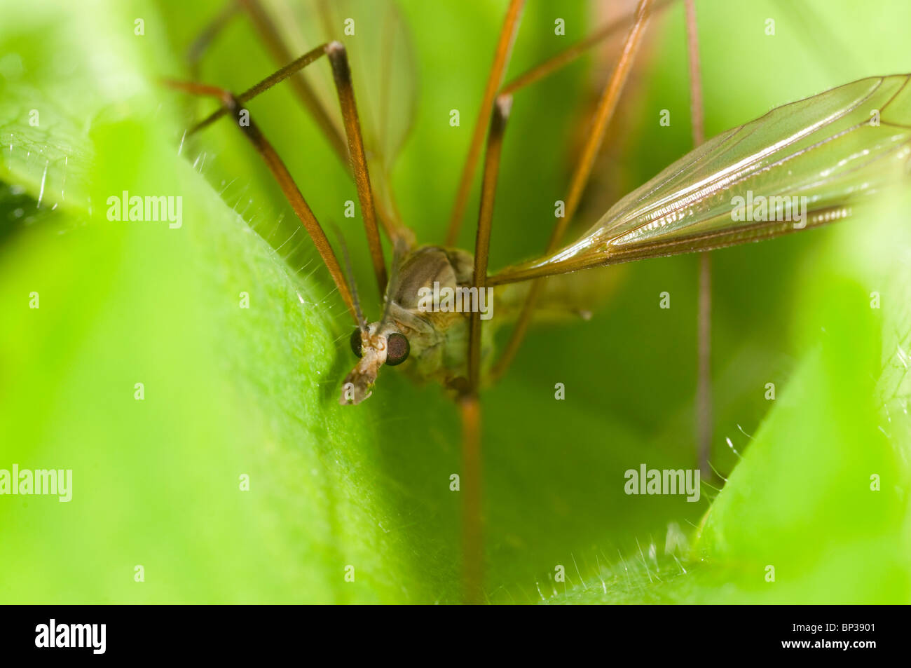 Cranefly face hi-res stock photography and images - Alamy