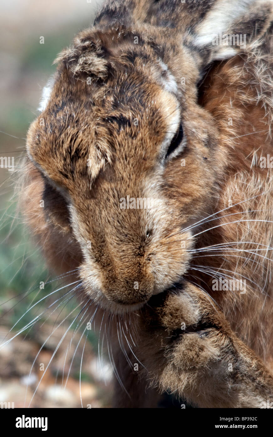 Hare behavior hi-res stock photography and images - Alamy