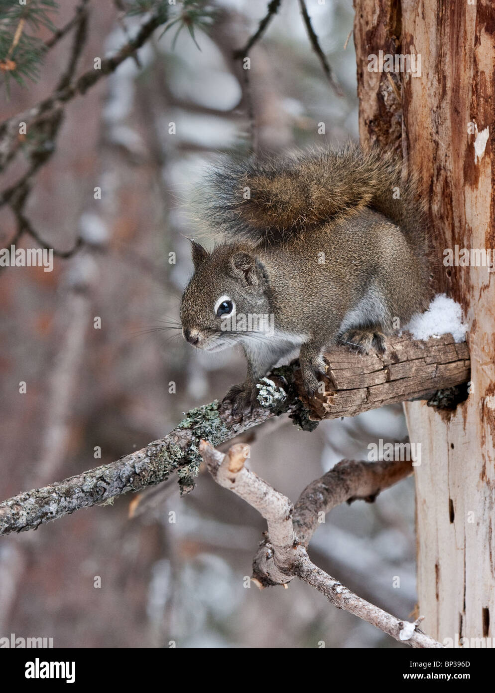 Squirrel on tree branch, tail arched over back, Yellowstone national ...