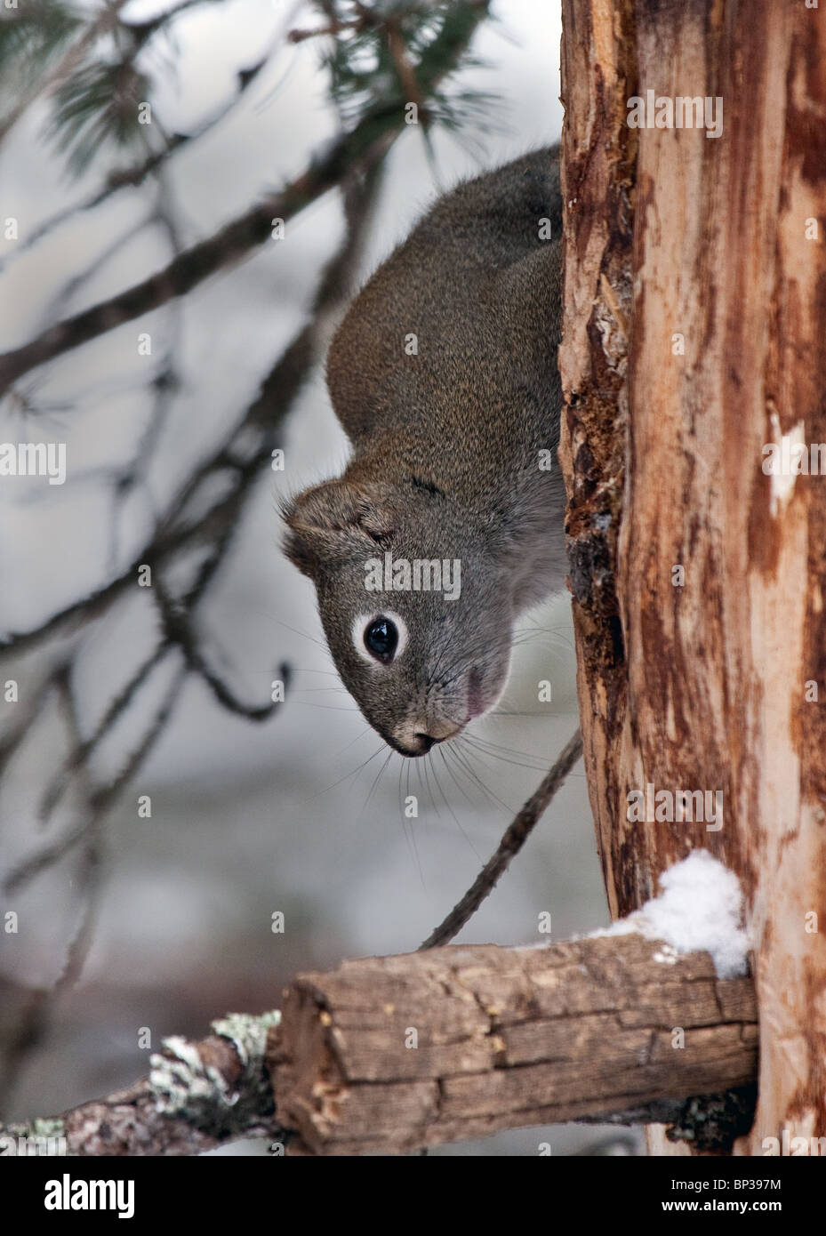 Squirrel running down tree trunk hi-res stock photography and images ...