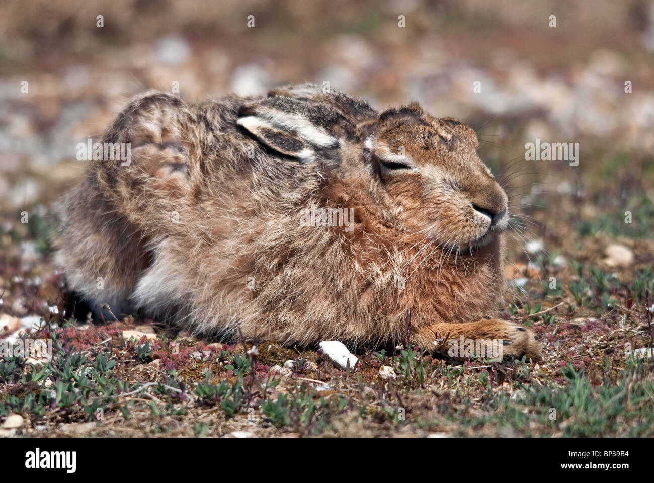 Hare behavior hi-res stock photography and images - Alamy