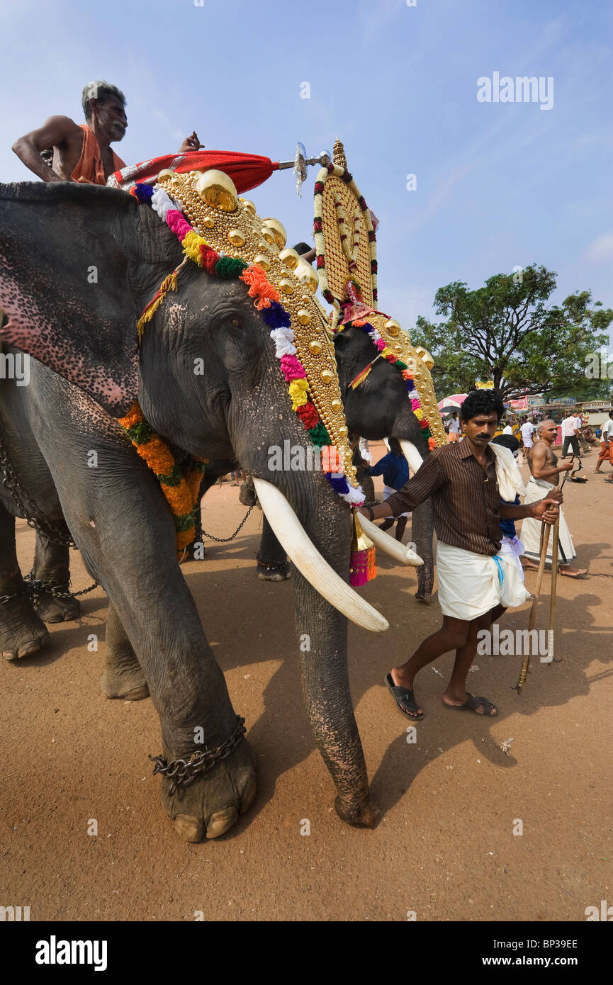 India Kerala Thrissur harnessed elephants during the Pooram Elephant ...