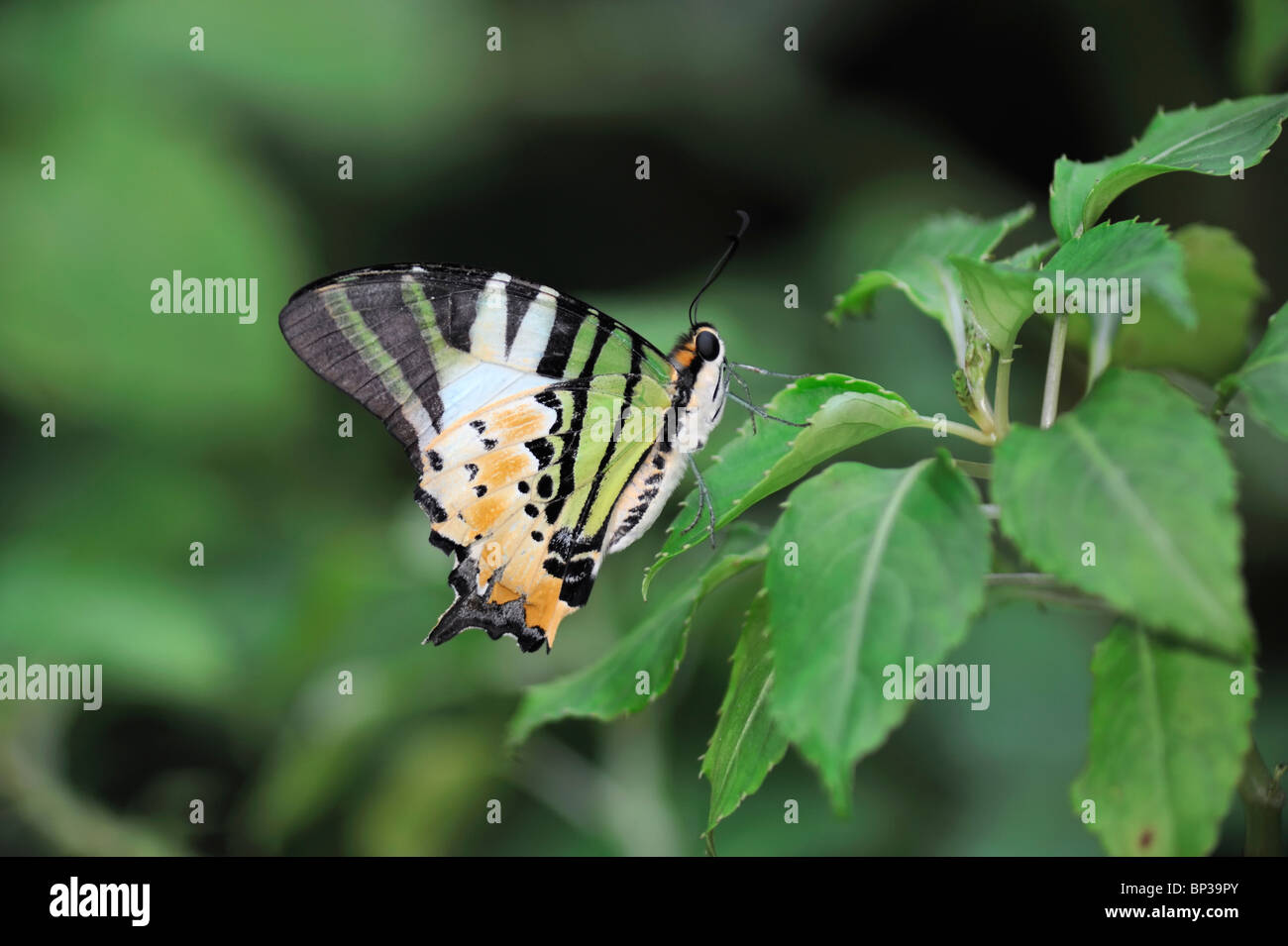 Five bar swordtail hi-res stock photography and images - Alamy