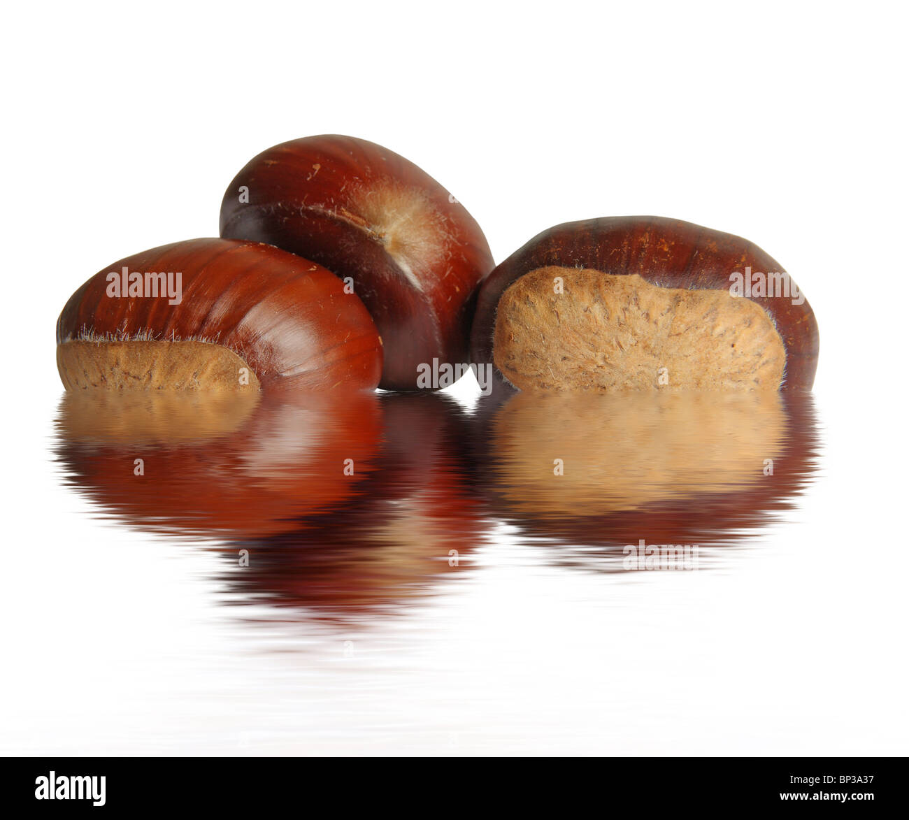 A group of chestnuts, symbol of autumn season, are reflected on water ...