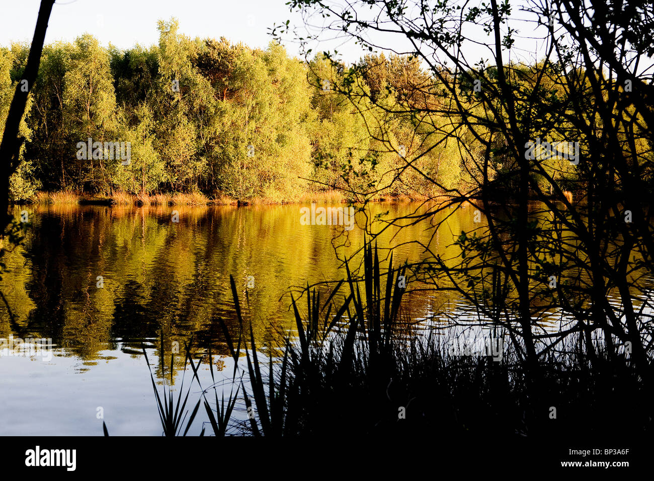 Evening sunlight across Shakerley Mere, Allostock, Knutsford Stock ...