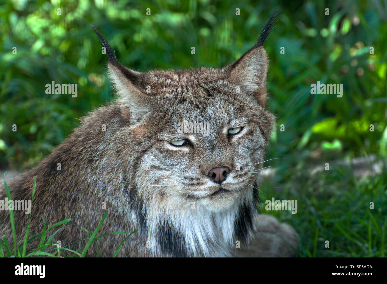 A Canadian Lynx up close Stock Photo - Alamy