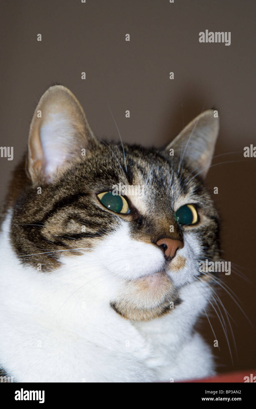 'Tootsie' the cat looking on intently Stock Photo - Alamy