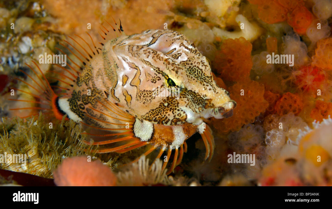 Red irish lord fish hi-res stock photography and images - Alamy