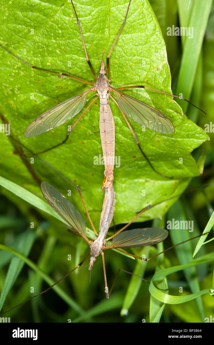 Crane Flies Stock Photos & Crane Flies Stock Images - Alamy