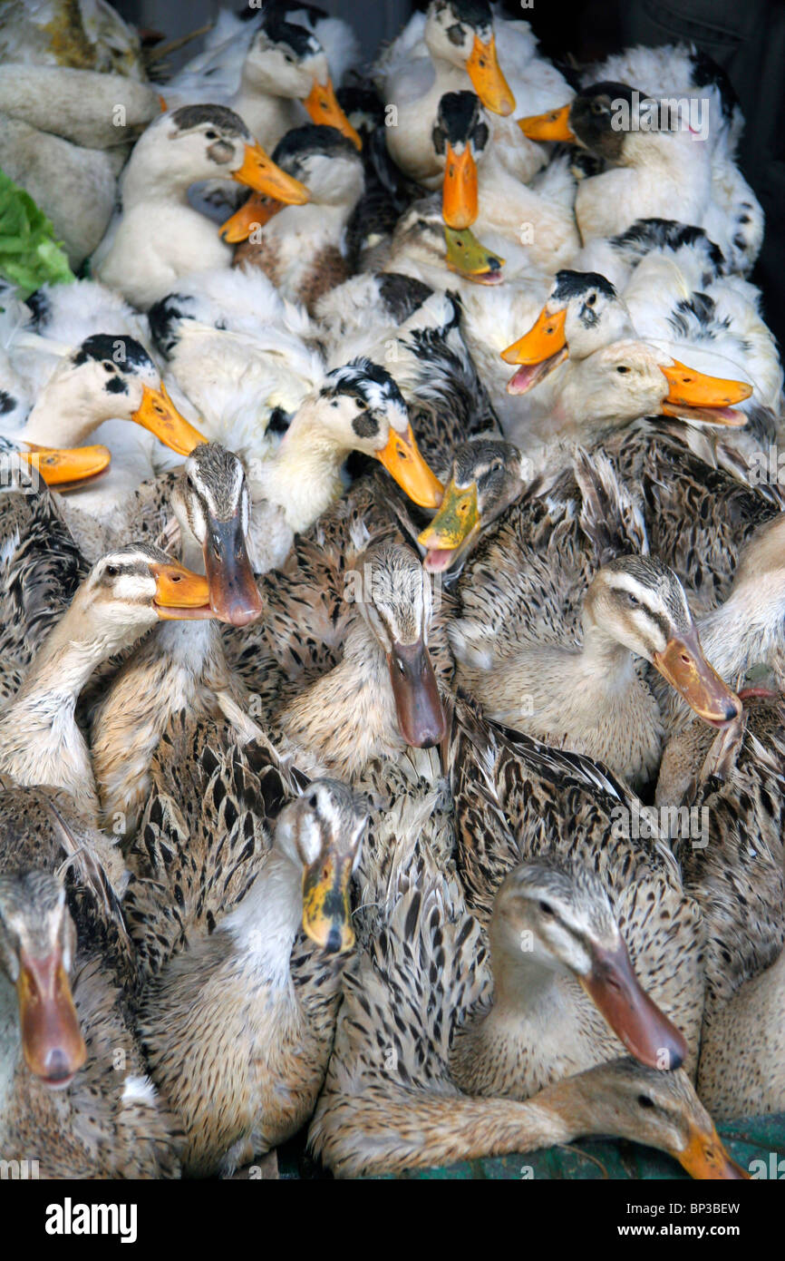 Caged ducks hi-res stock photography and images - Alamy