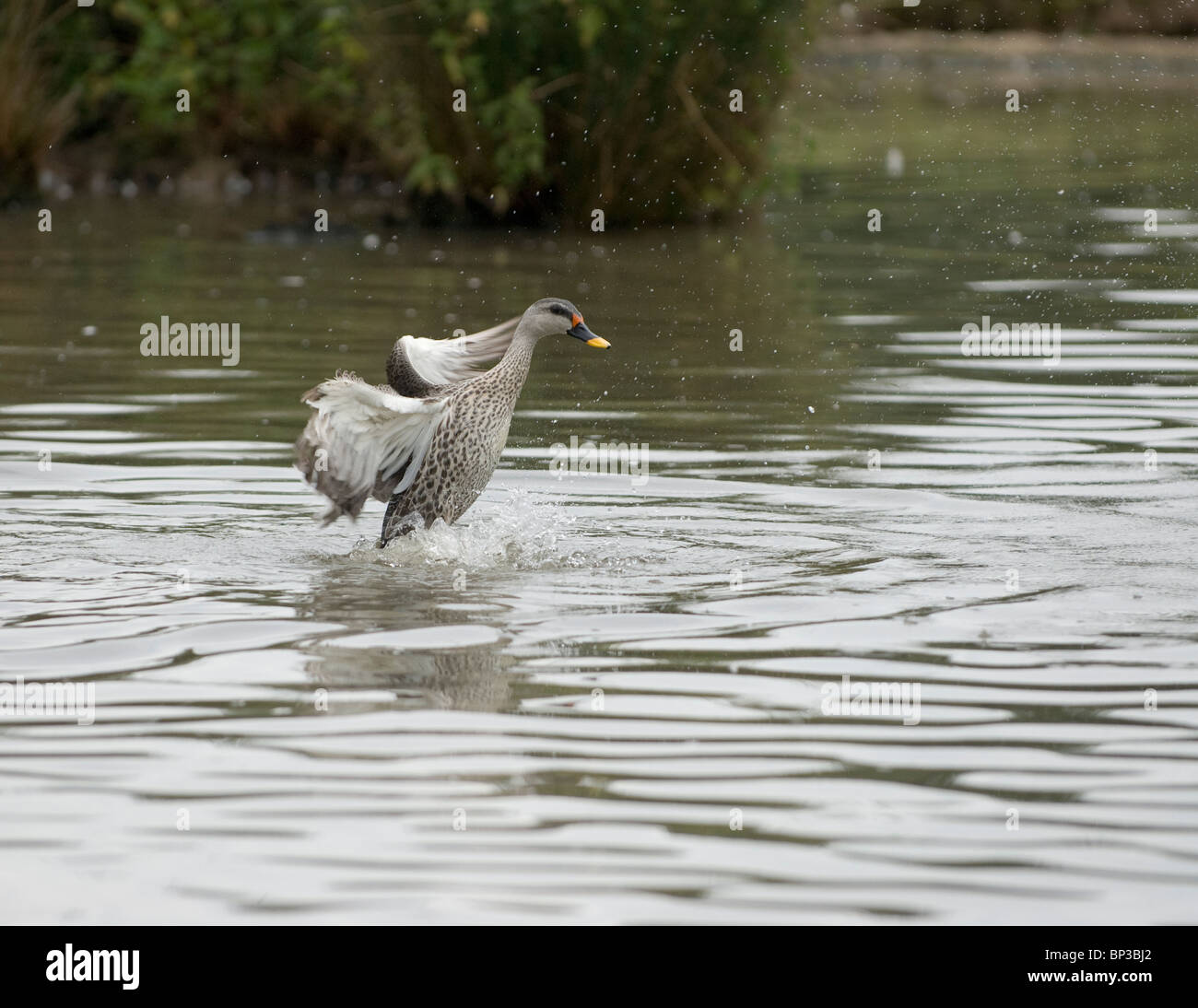 Duck landing on water hi-res stock photography and images - Alamy