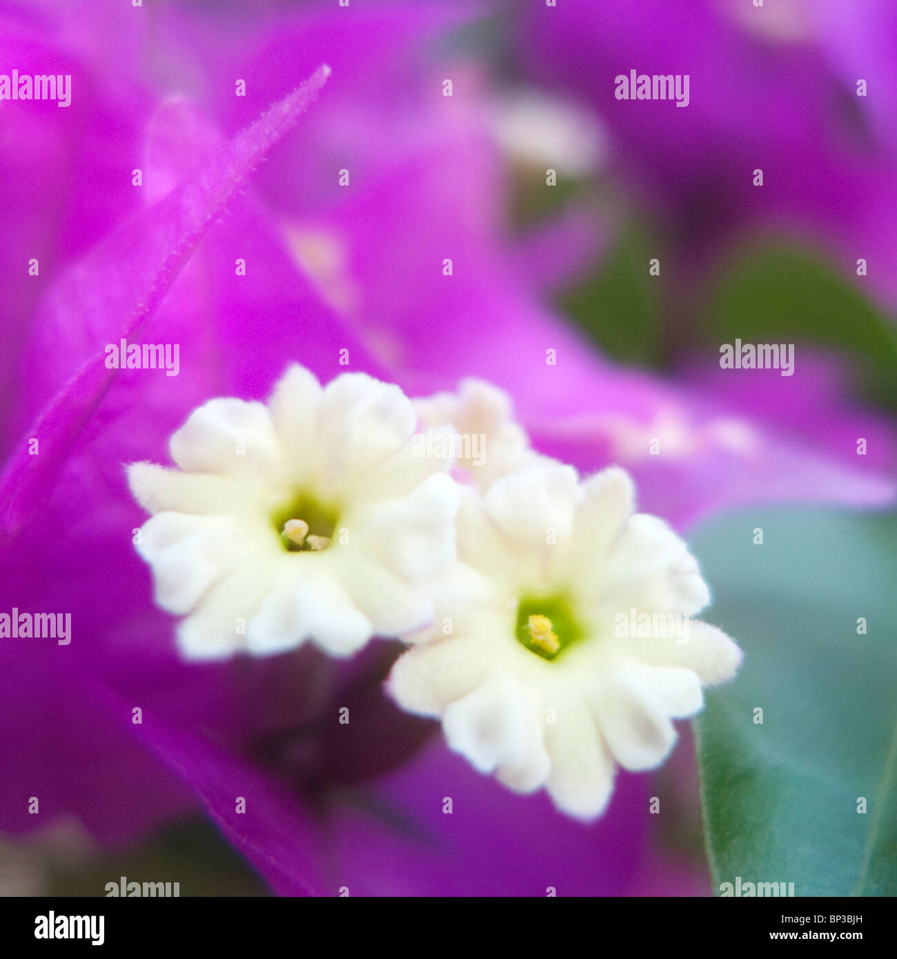 Bougainvillea flowers in a garden Stock Photo - Alamy