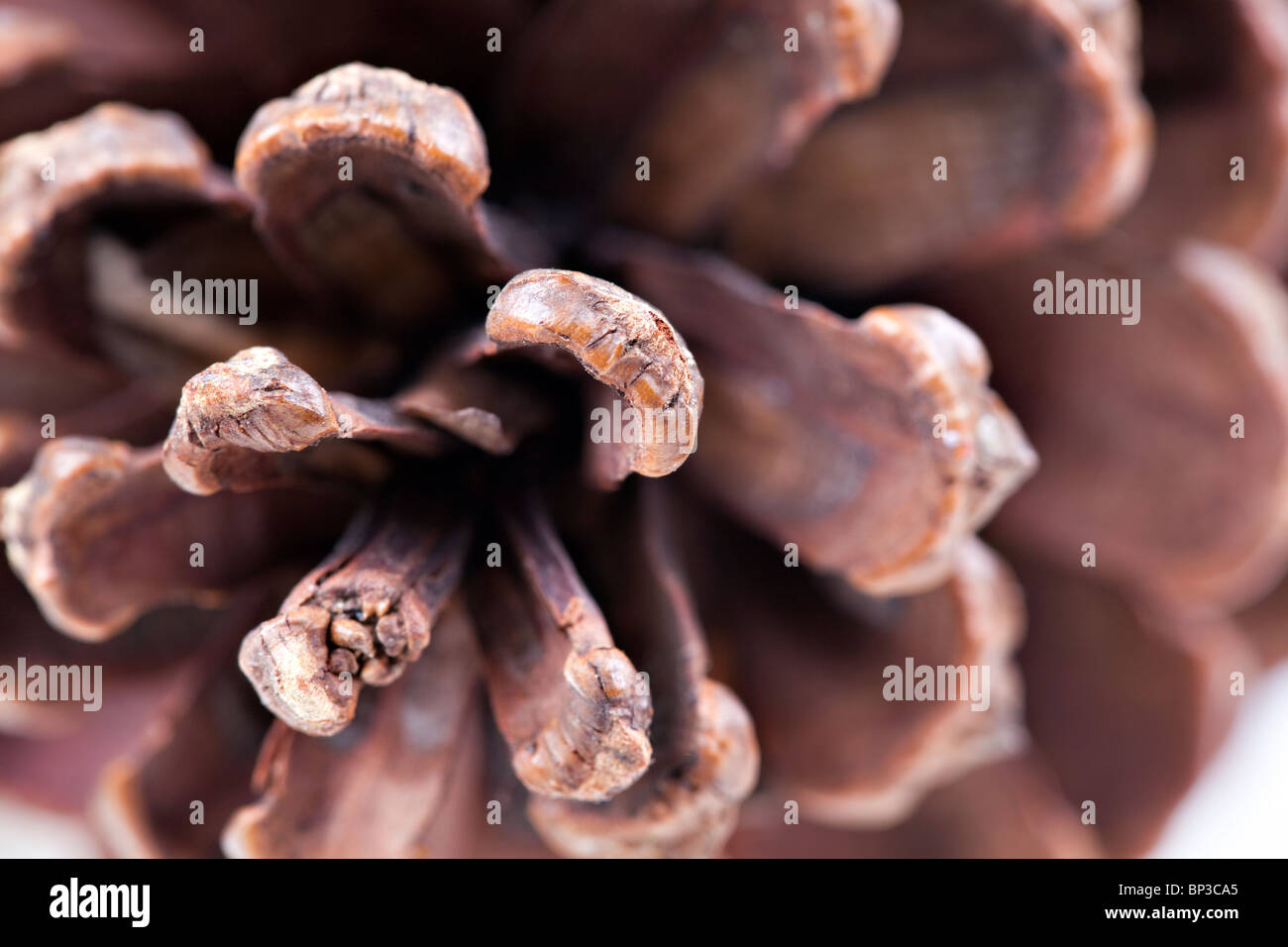 Pine cone macro, abstract background Stock Photo - Alamy